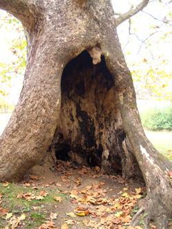 Lookin' Good Treeman Service - Residential and commercial tree services ...